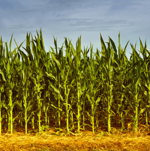 Microbial Inoculants | Boost Crop Yield | TerraMax