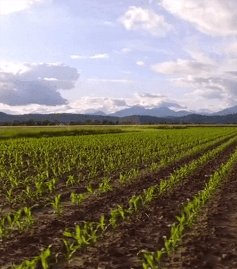 TerraMax | Crop Inoculants | Maximizing Earth's Potential