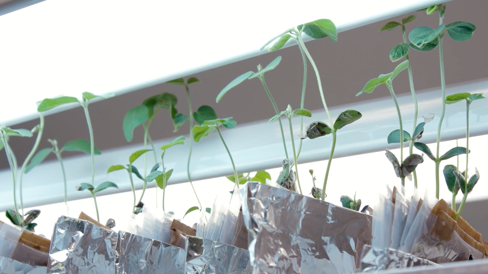 Maximize Soybean Inoculant: A Stabilized Solution - TerraMax